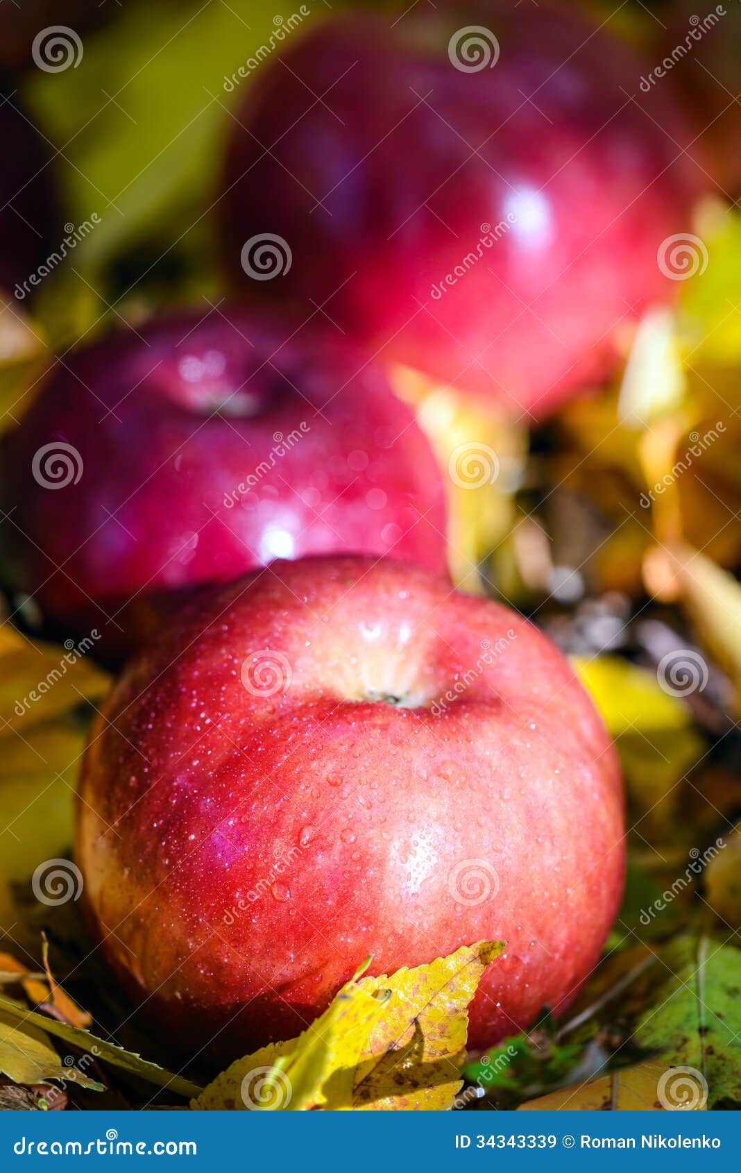 Autumn apples stock image. Image of ripe, nature, organic - 34343339