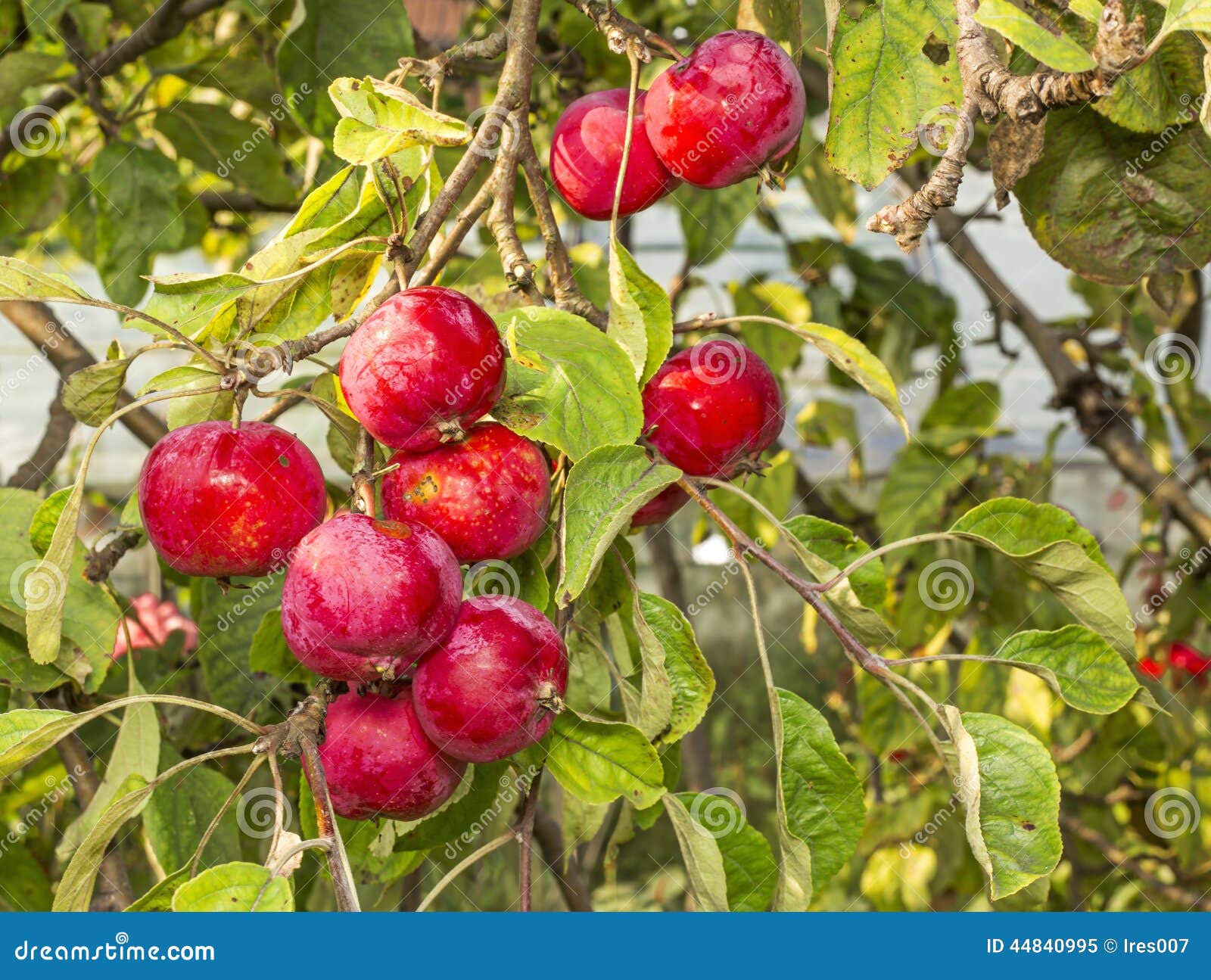 Autumn apples stock image. Image of healthy, biology - 44840995