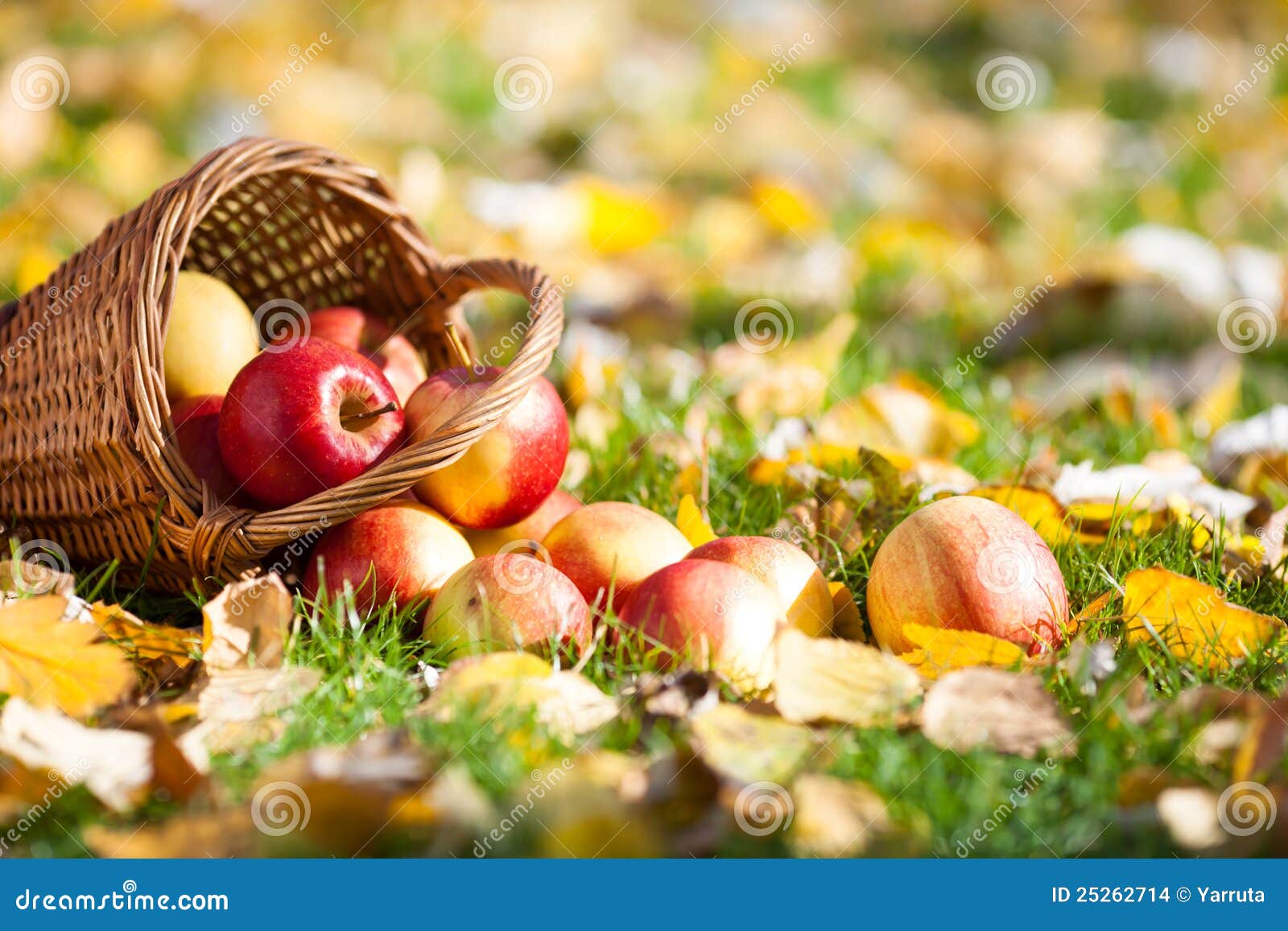 Autumn apples on grass stock photo. Image of apples, closeup - 25262714