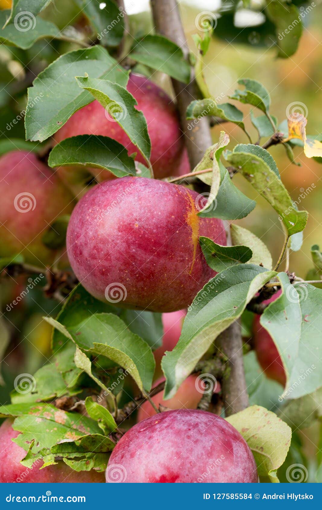 Autumn Apples of Late Varieties Stock Photo - Image of farming, juicy ...