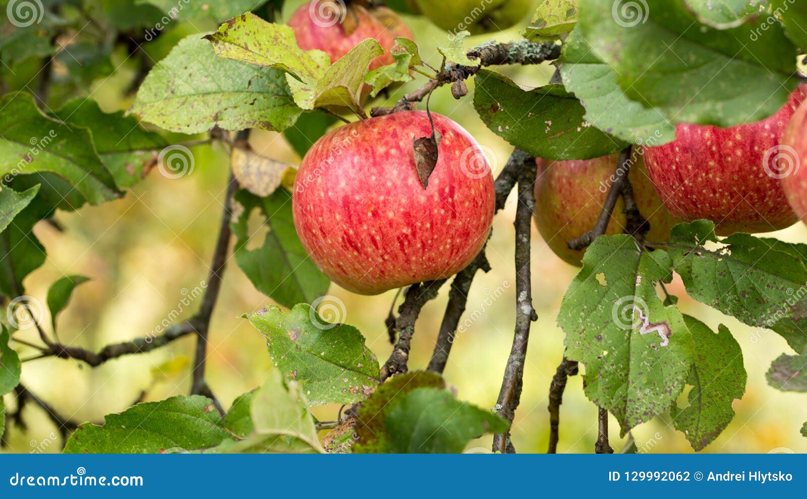Autumn Apples of Late Varieties Stock Photo - Image of crop, season ...