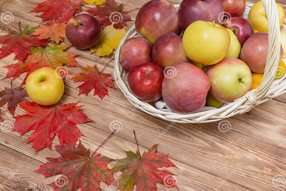 Autumn Apples and Maple Leaf Stock Image - Image of brown, autumn: 60515103