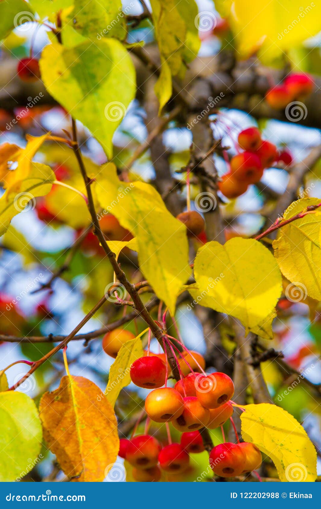 Autumn Apples. Small Apples on Autumn Tree Stock Photo - Image of ...