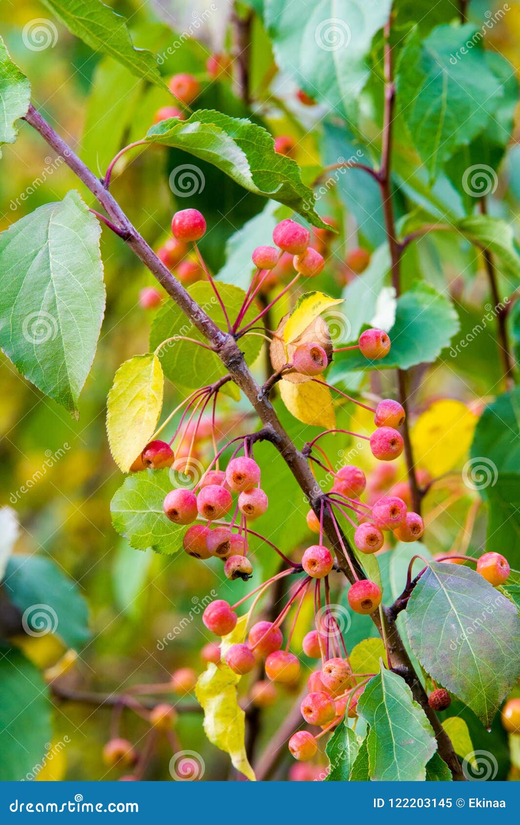 Autumn Apples. Small Apples on Autumn Tree Stock Image - Image of fall ...