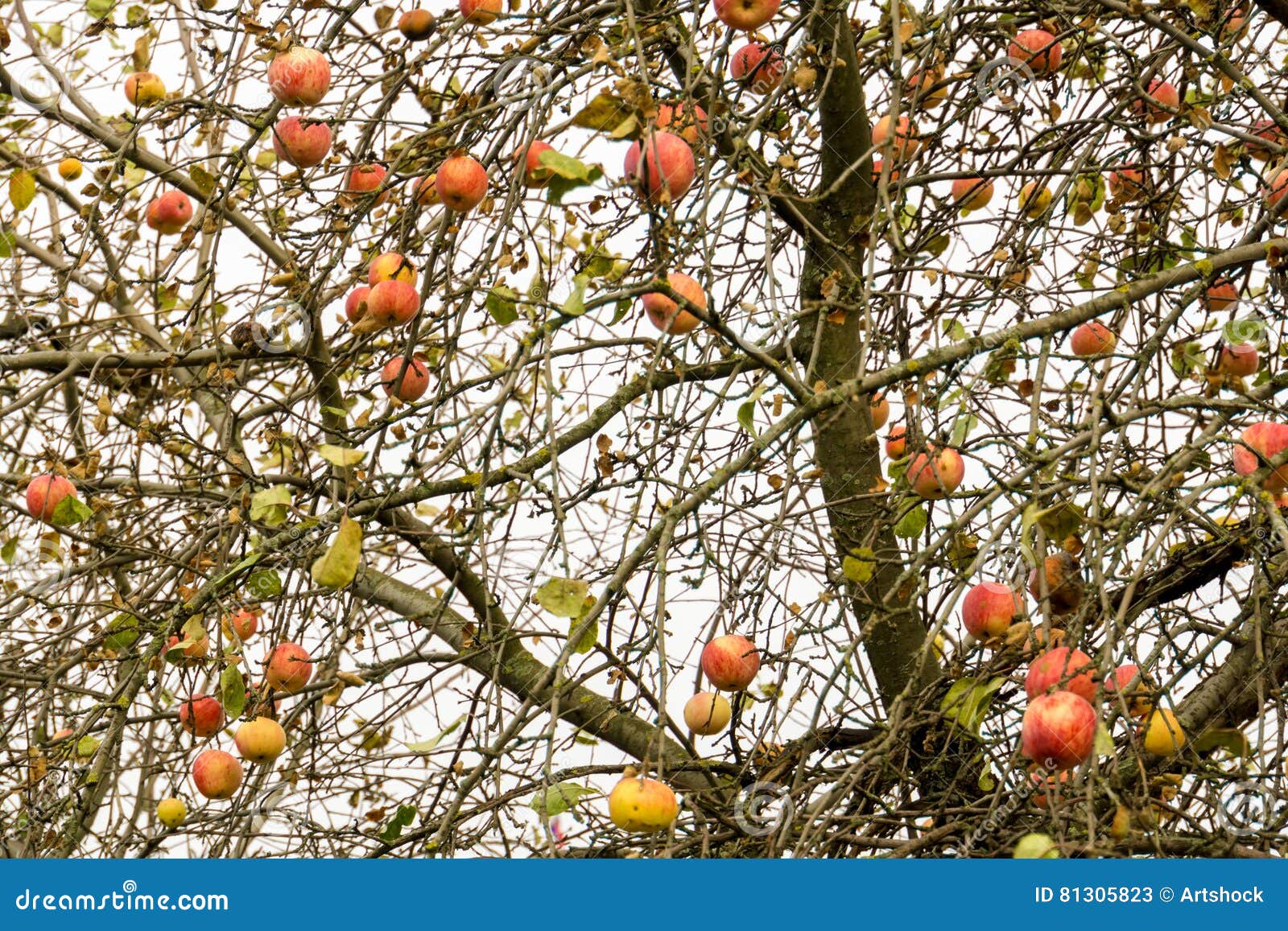 Autumn Apples on Tree stock image. Image of outdoor, fruit - 81305823