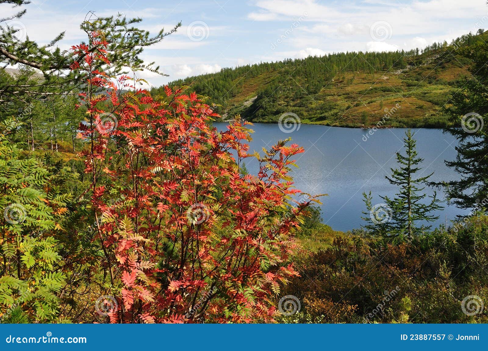 Autumn Ash and Mountain Lake Stock Image - Image of russia, clear: 23887557