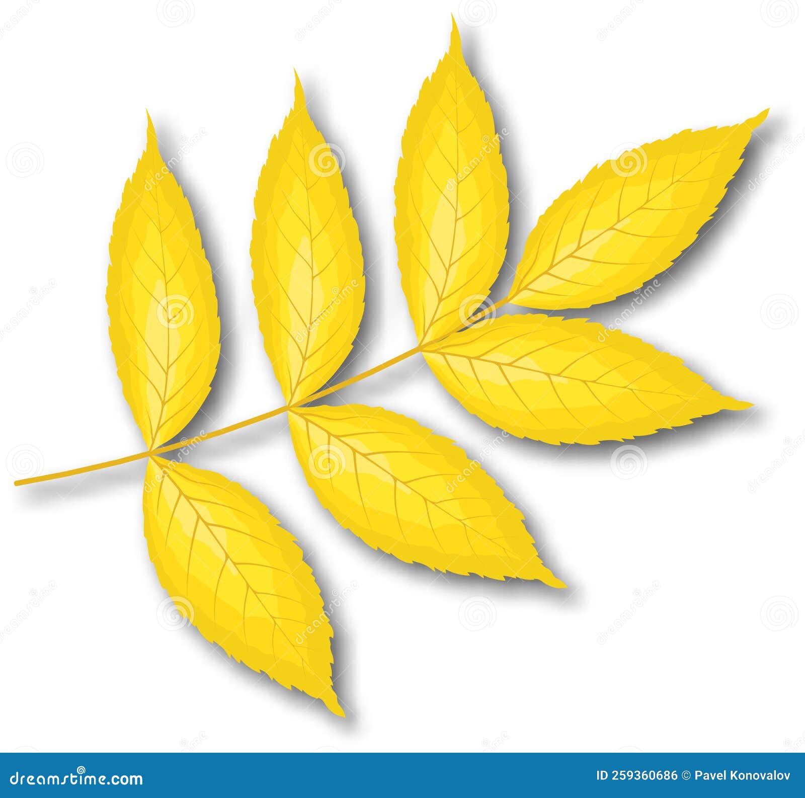 Ash-Tree Leaf stock vector. Illustration of detail, catplants - 259360686