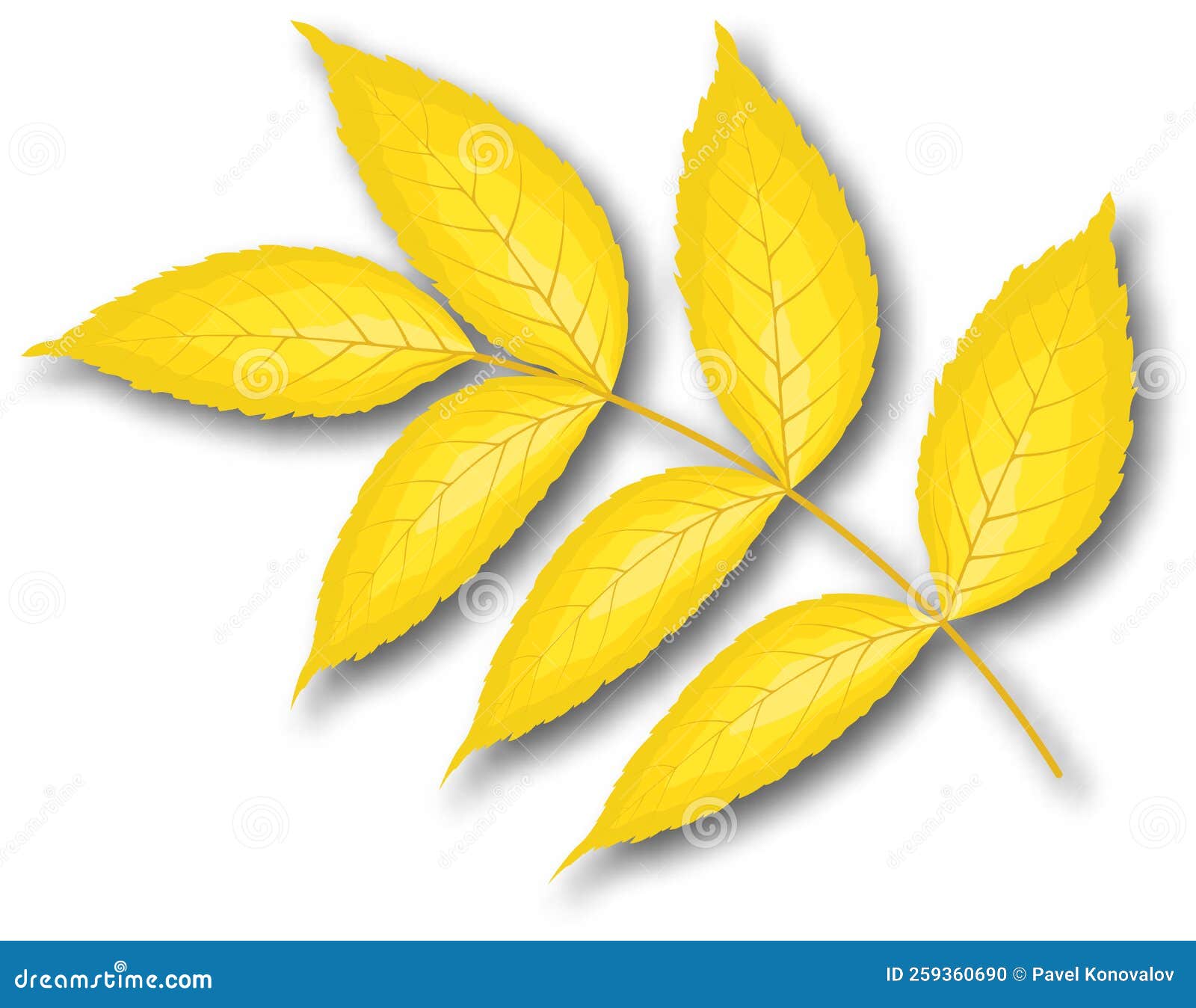 Ash-Tree Leaf stock vector. Illustration of collection - 259360690