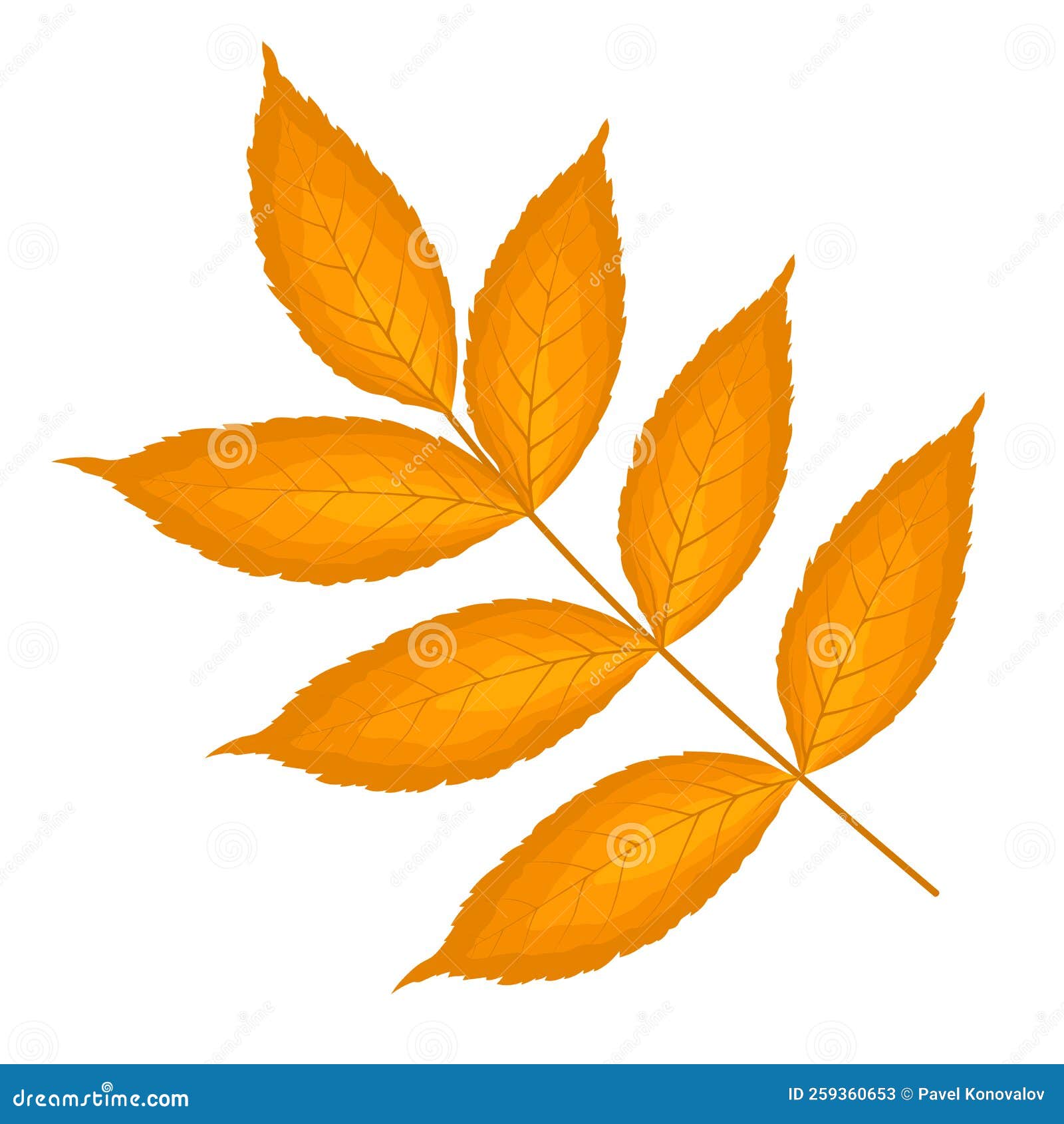 Ash-Tree Leaf stock vector. Illustration of branch, nature - 259360653