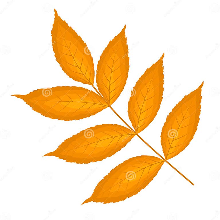 Ash-Tree Leaf stock vector. Illustration of branch, nature - 259360653