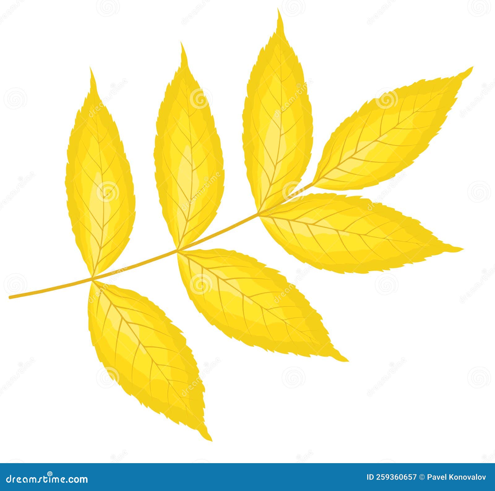 Ash-Tree Leaf stock vector. Illustration of autumn, graphic - 259360657