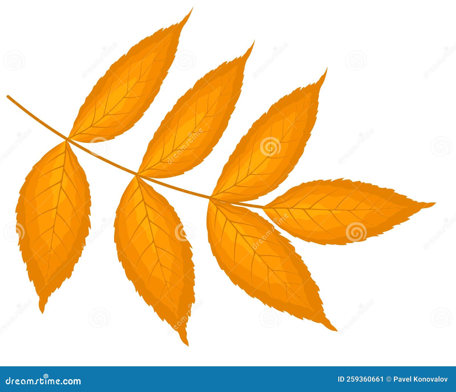 Ash-Tree Leaf stock vector. Illustration of catplants - 259360661