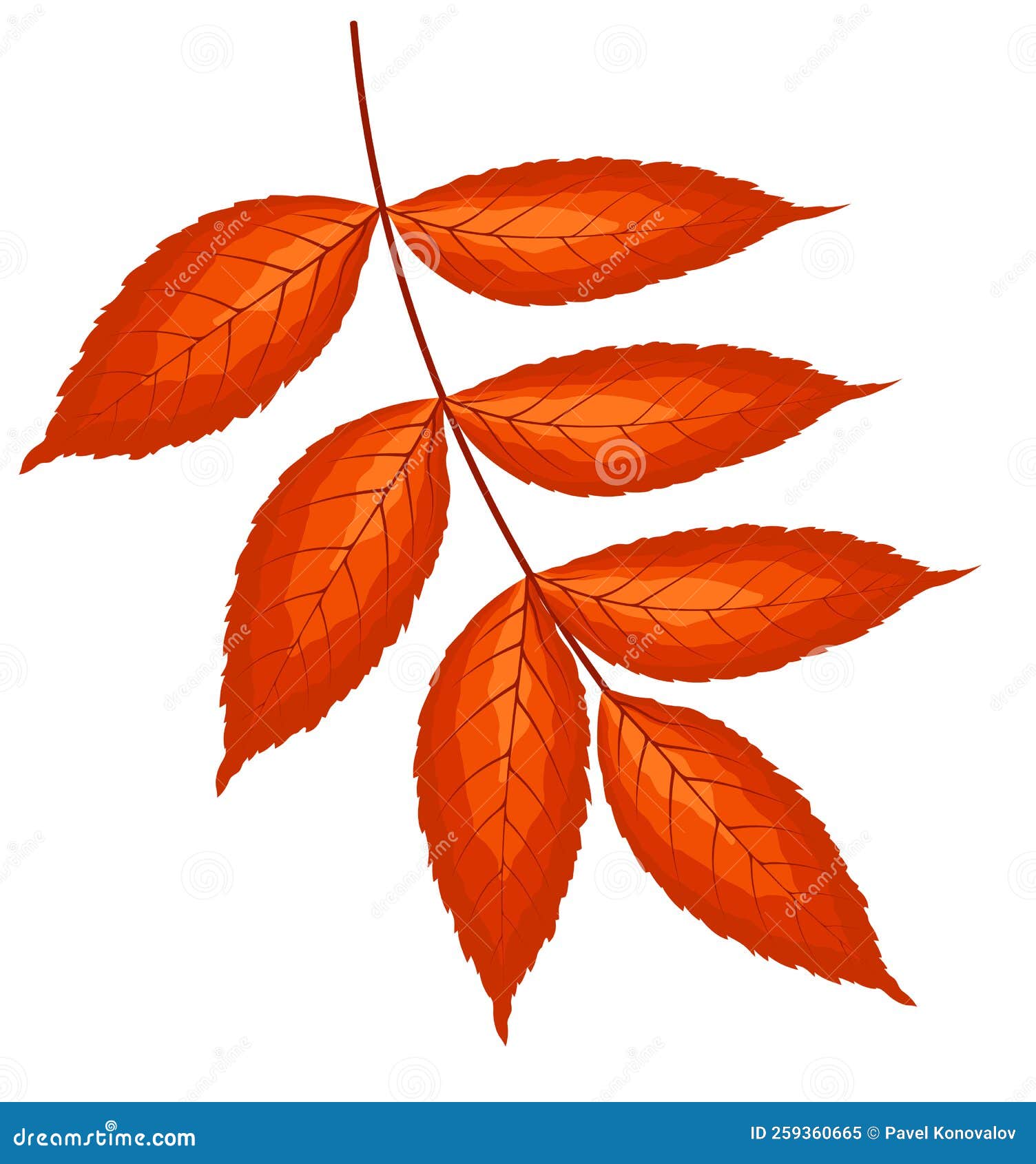 Ash-Tree Leaf stock illustration. Illustration of catforests - 259360665