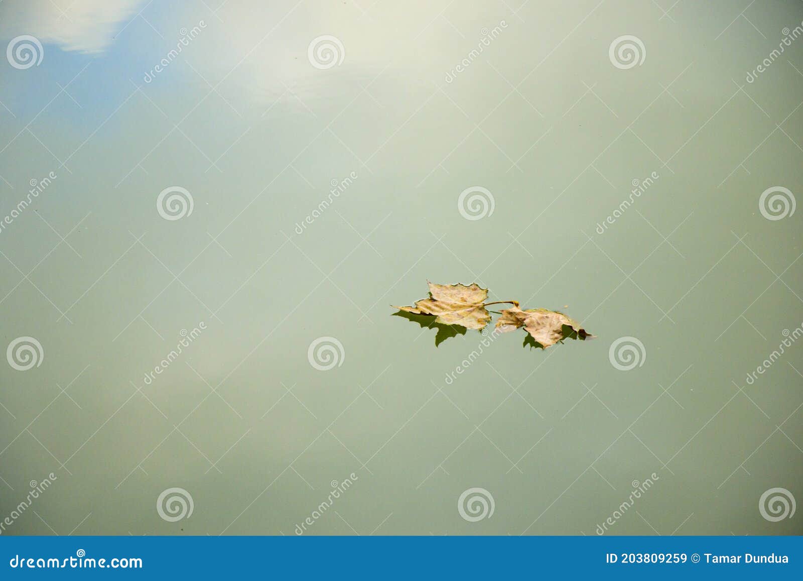 Autumn Ask-tree Leave on the Water Background, Leaf in the River Stock ...