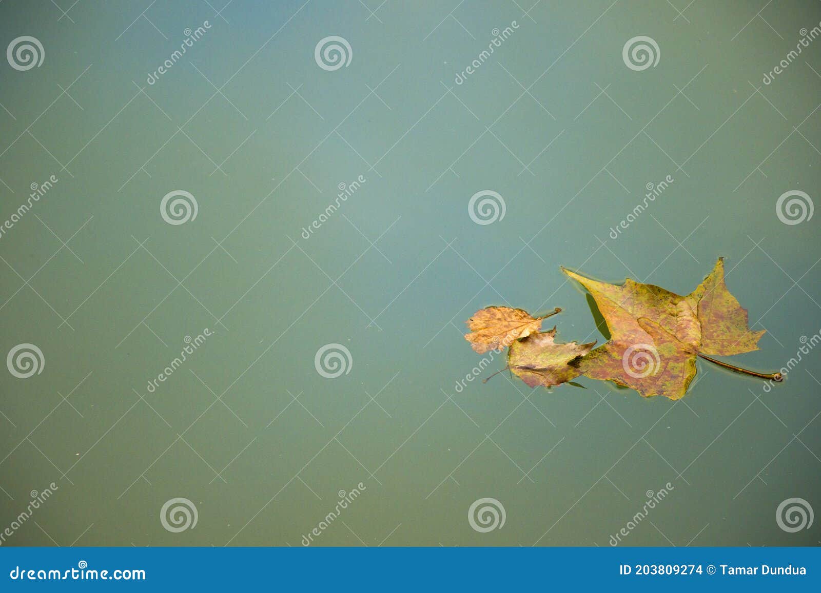 Autumn Ask-tree Leave on the Water Background, Leaf in the River Stock ...