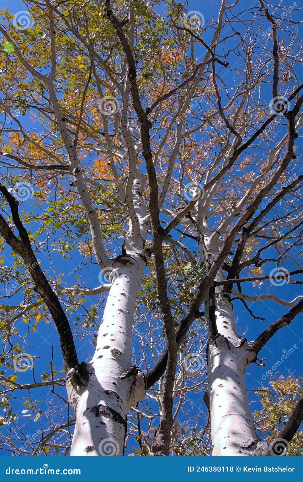 Autumn Aspen Branches stock photo. Image of autumn, mexico - 246380118