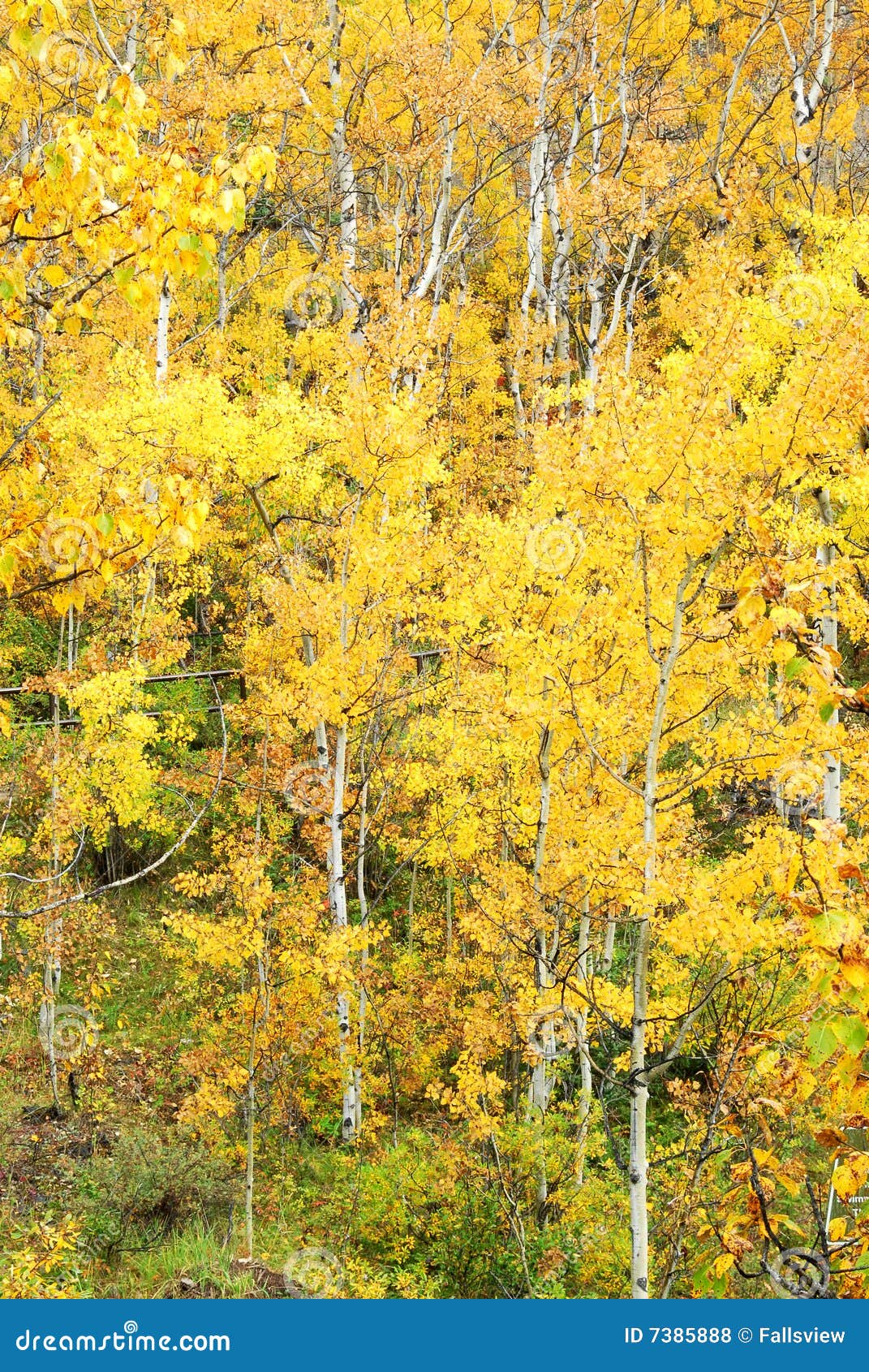 Autumn aspen forest stock photo. Image of abstract, country - 7385888