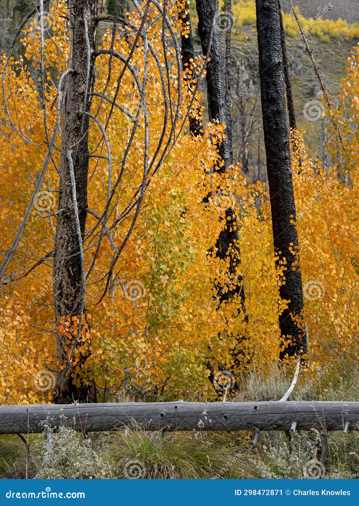 Autumn Aspen Forest in a Forest Burnt Tree Stand Stock Image - Image of ...
