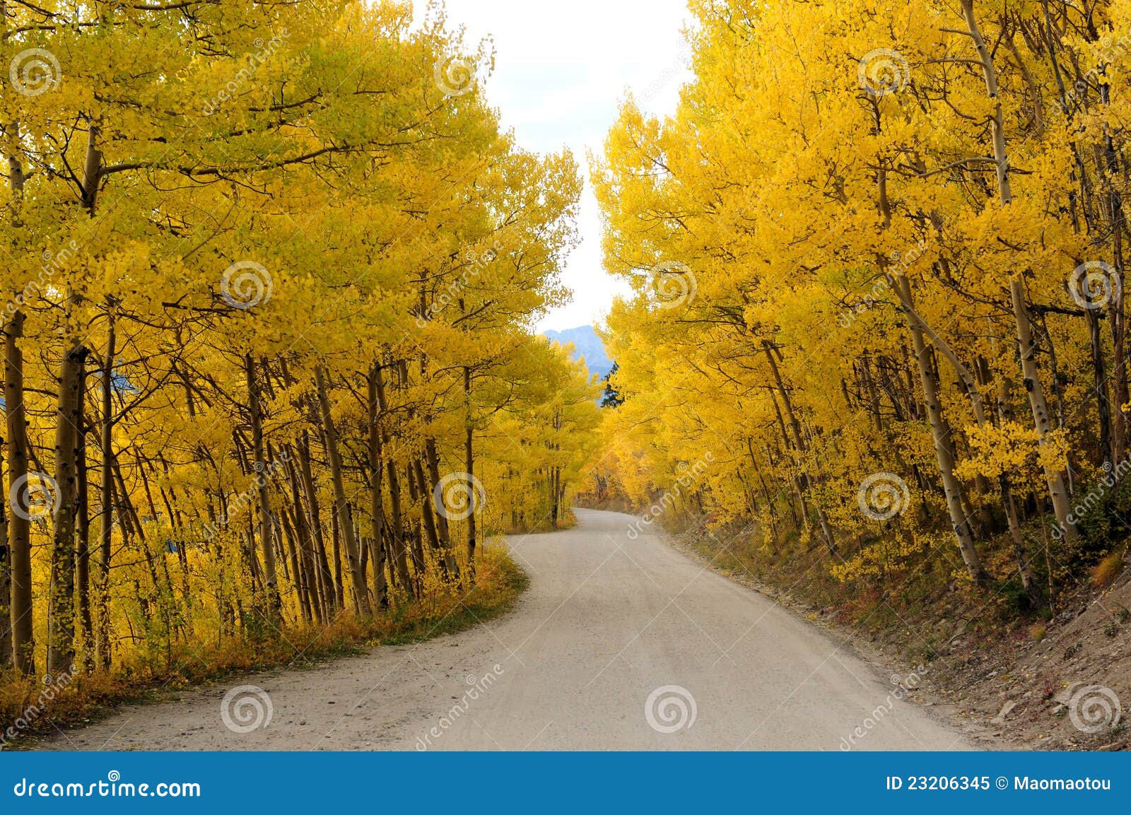 Autumn Aspen Grove stock image. Image of grove, nature - 23206345