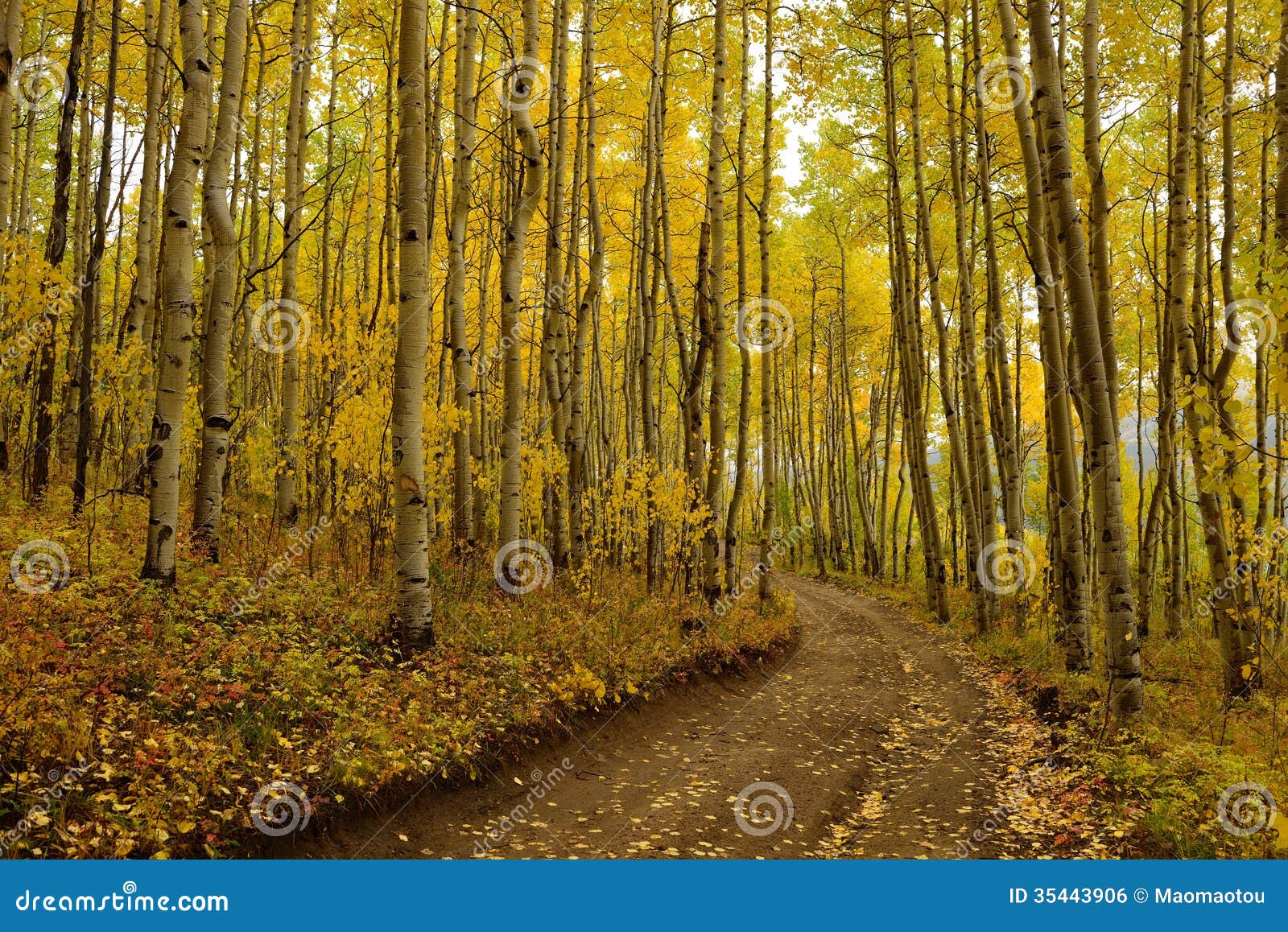 Autumn Aspen Grove arkivfoto. Bild av fotvandra, träd - 35443906
