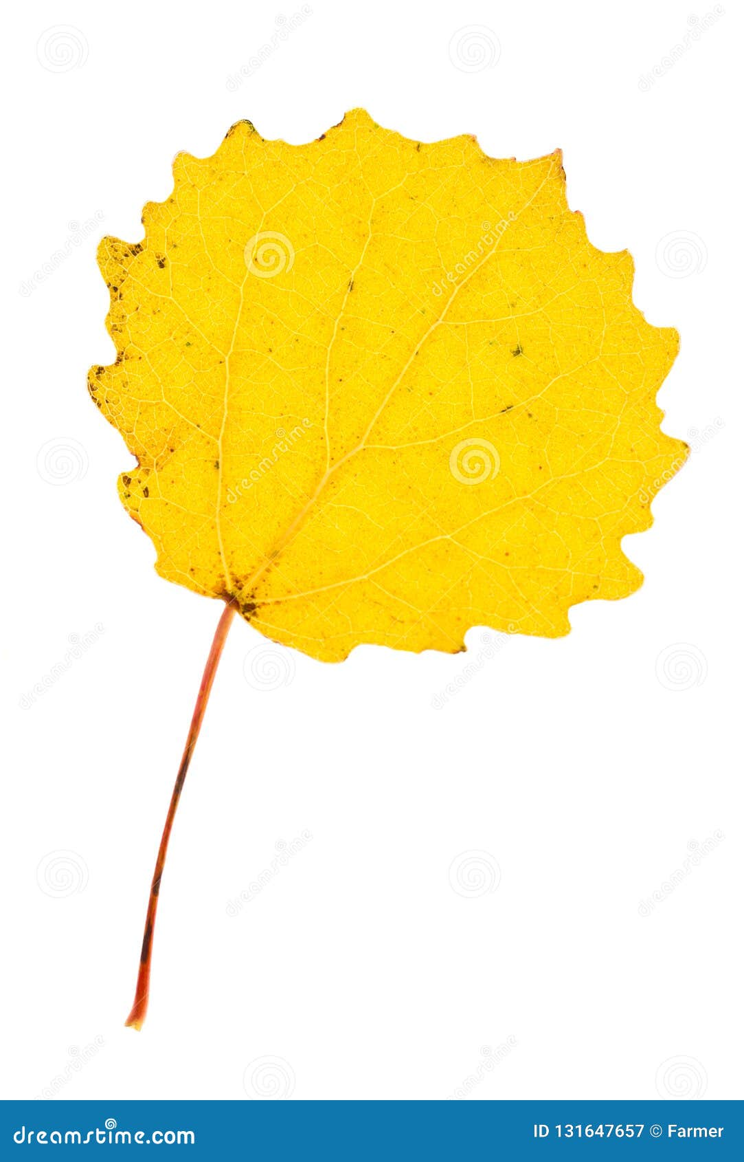 Autumn Aspen Leaf Isolated on White Background Stock Image - Image of ...