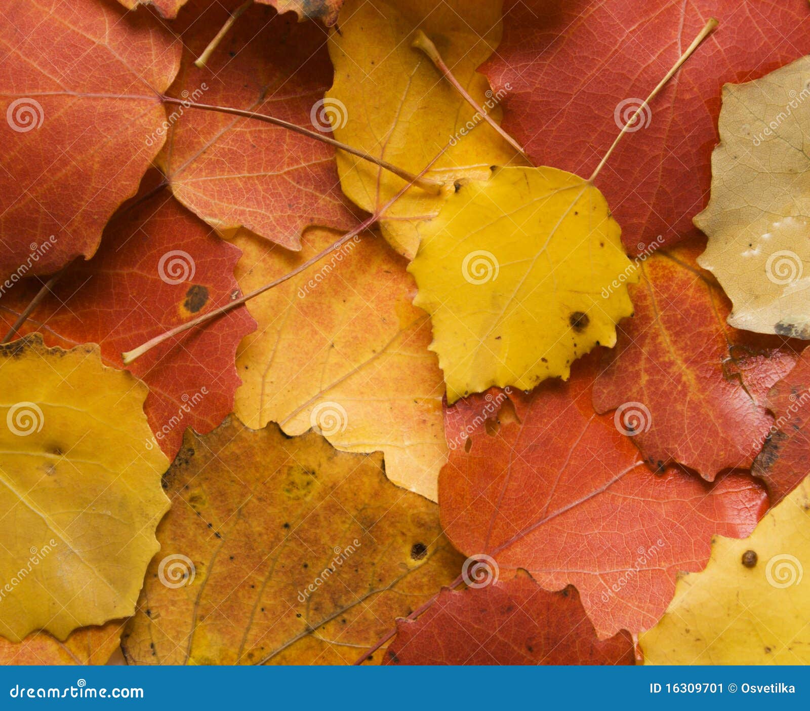Autumn aspen leaves stock image. Image of leaves, falling - 16309701