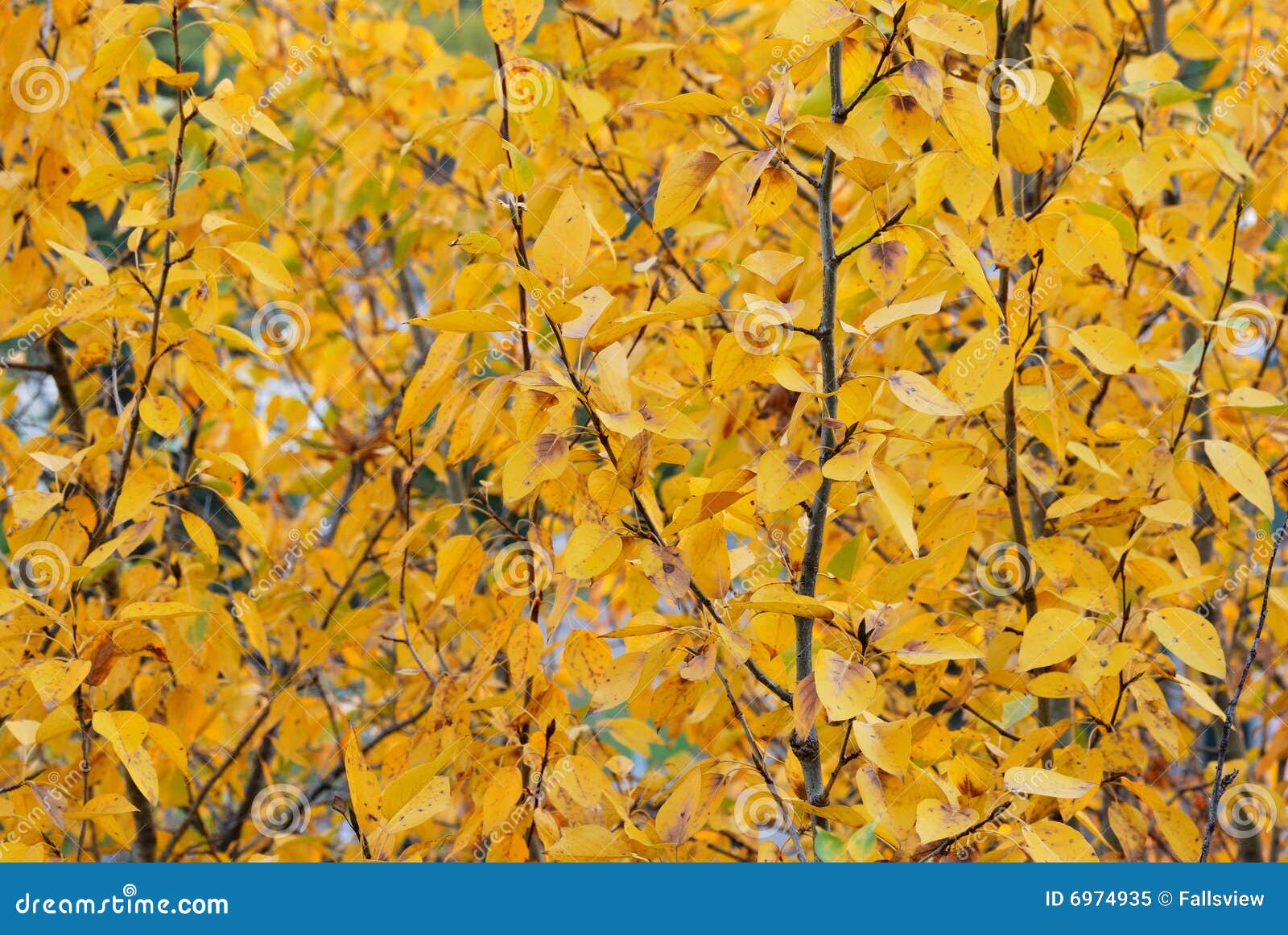 Autumn aspen leaves stock image. Image of background, trees - 6974935