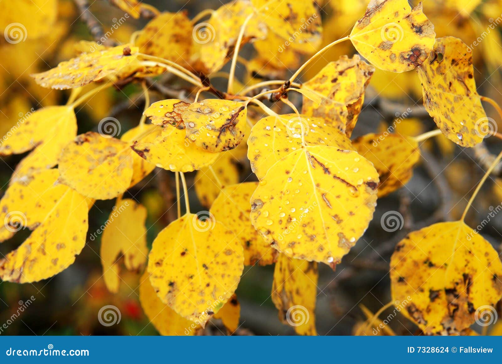 Autumn Aspen Leaves Stock Images - Image: 7328624