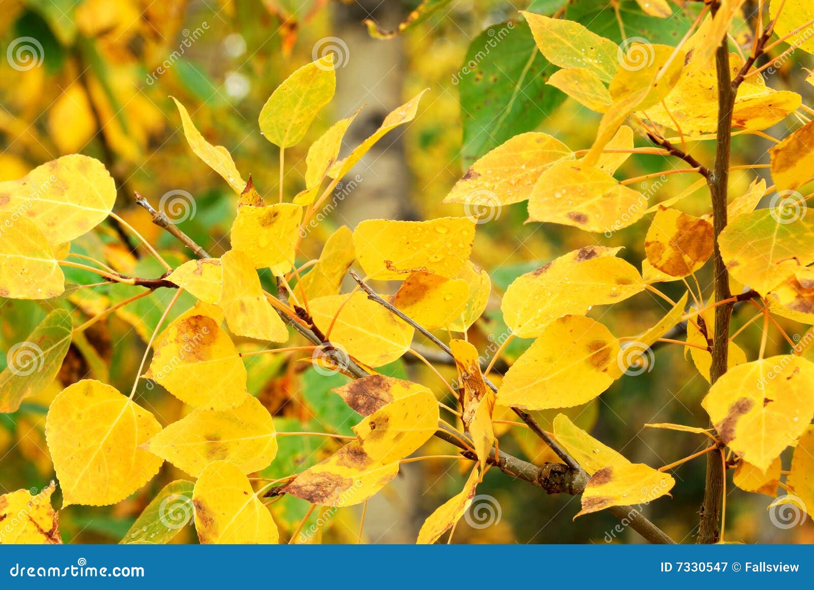 Autumn aspen leaves stock image. Image of yellow, tree - 7330547