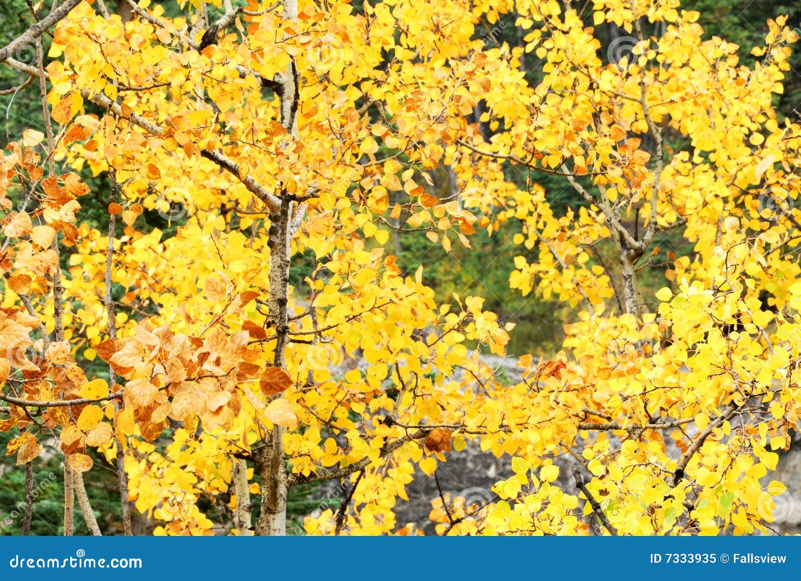 Autumn aspen leaves stock image. Image of scene, leaves - 7333935