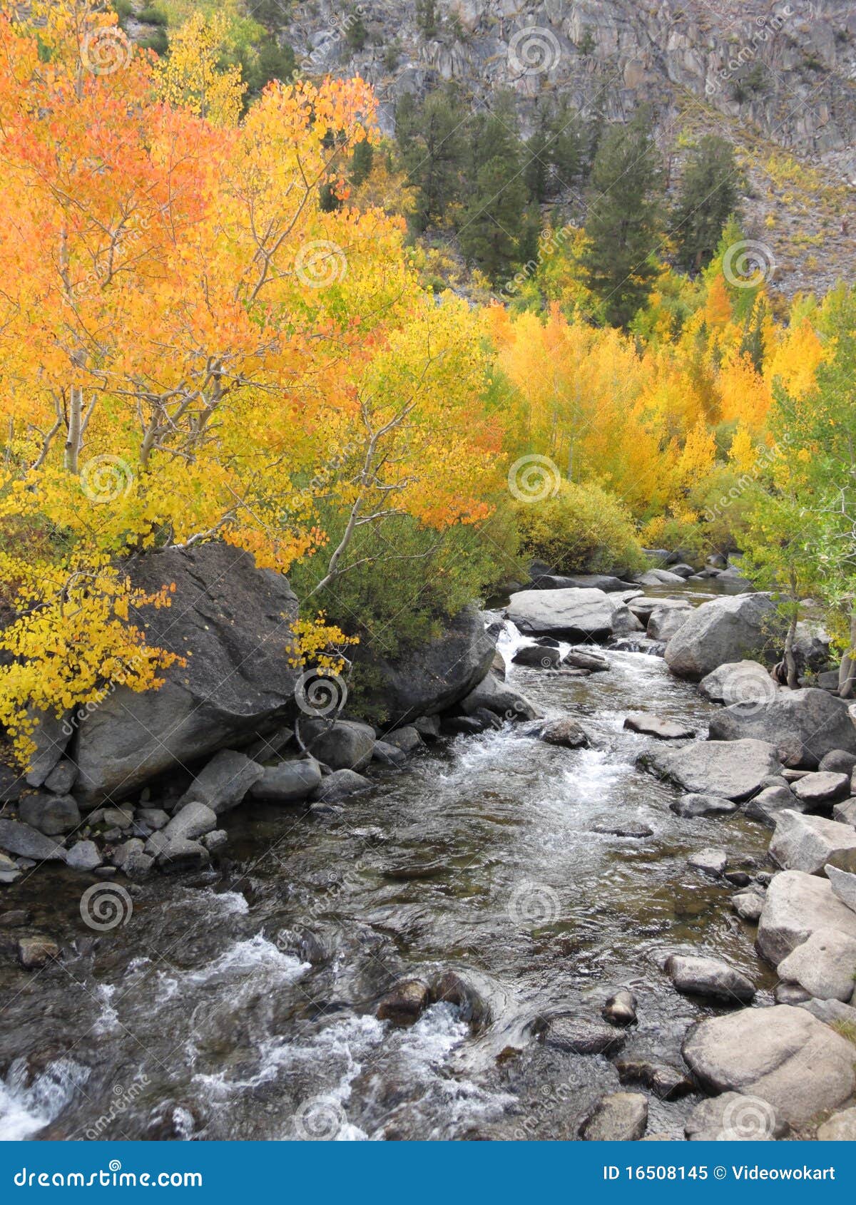 Autumn Aspen and Mountain Stream Stock Image - Image of scenery, gold ...