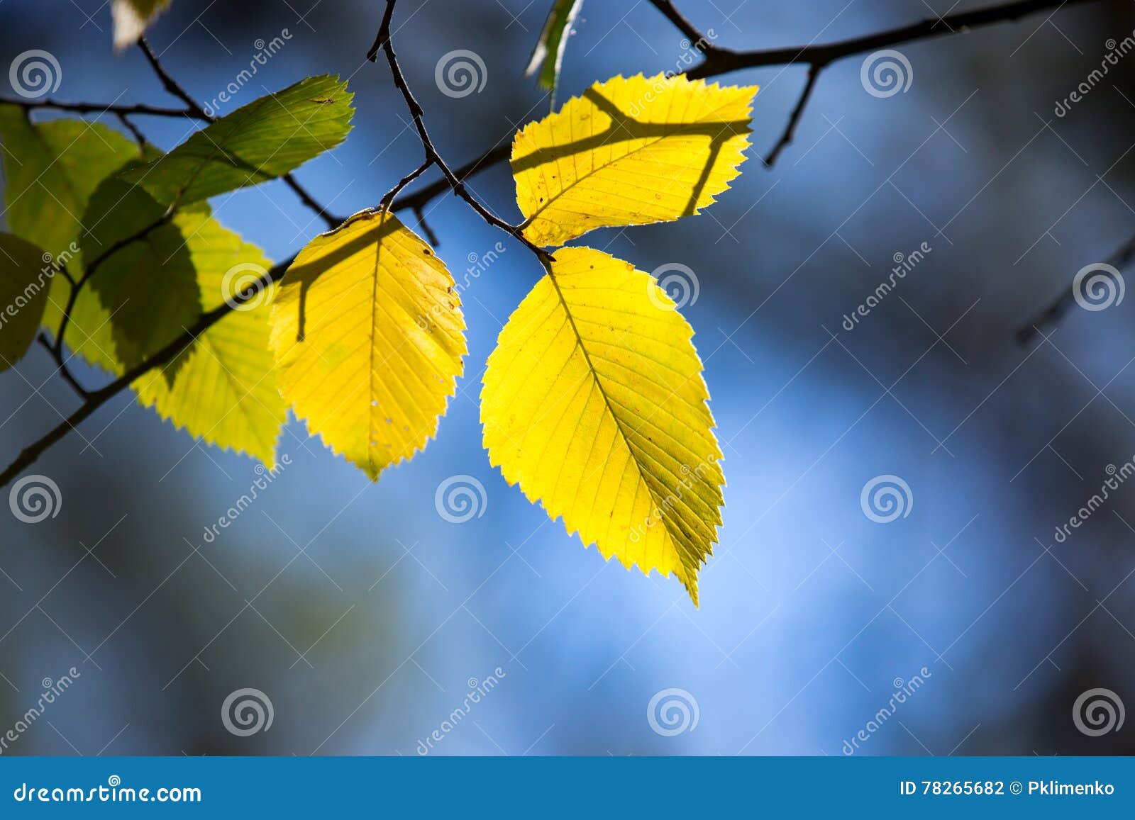 Autumn aspen tree twig stock photo. Image of fall, nature - 78265682