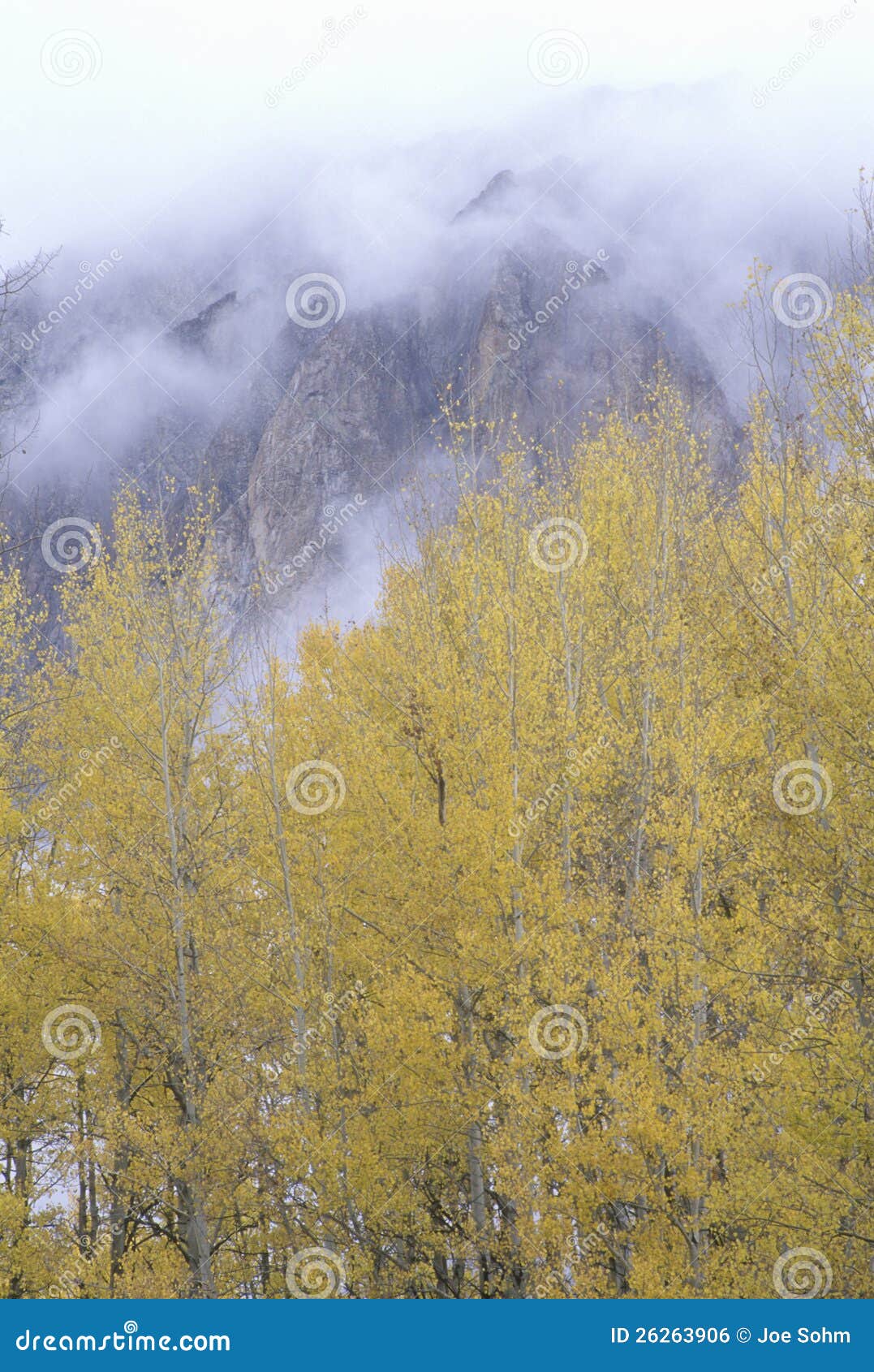 Autumn Aspen Trees and Clouds, Stock Photo - Image of gunnison ...