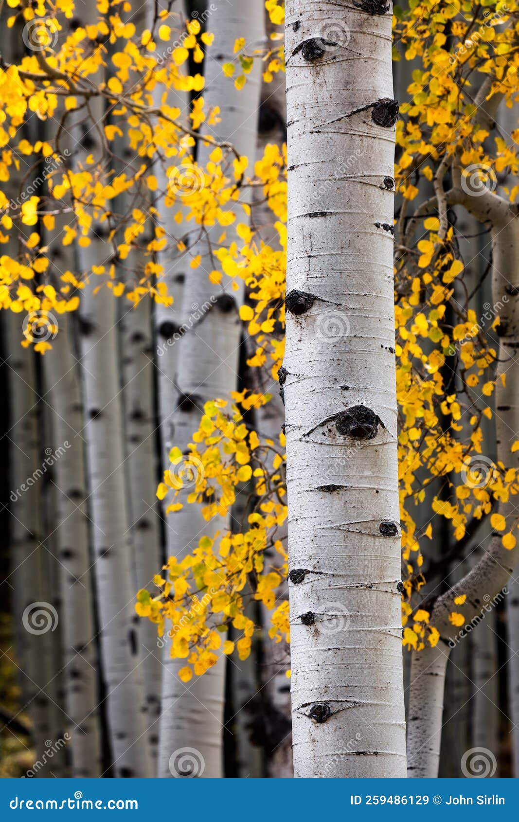 Autumn Aspen Trees In Colorado Stock Image Image Of Colors Colorado 259486129