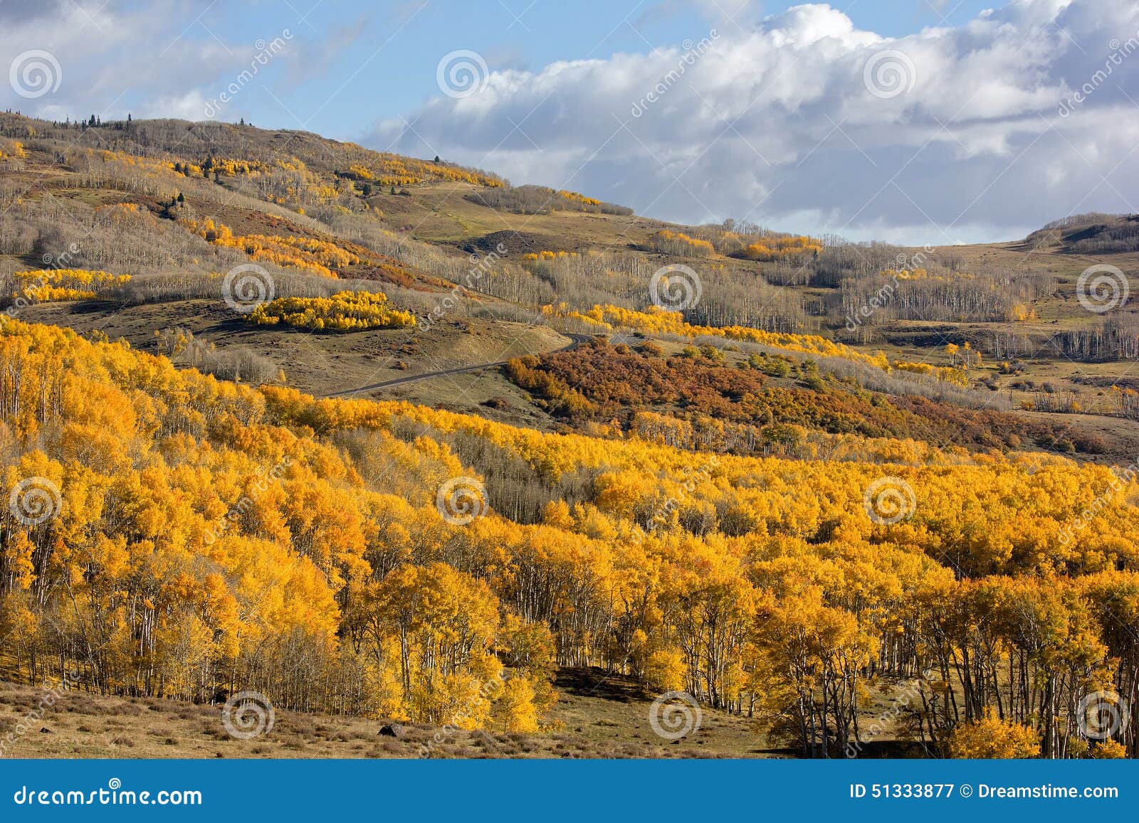 Autumn Aspen Trees stock image. Image of aspen, rural - 51333877