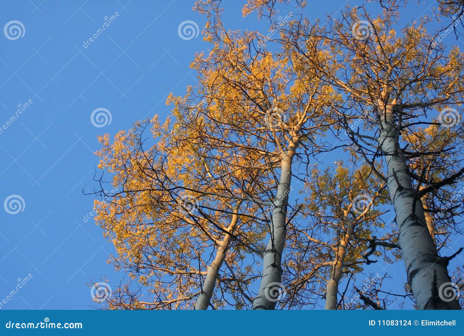 Autumn Aspen Trees in Early Morning Light Stock Photo - Image of limbs ...