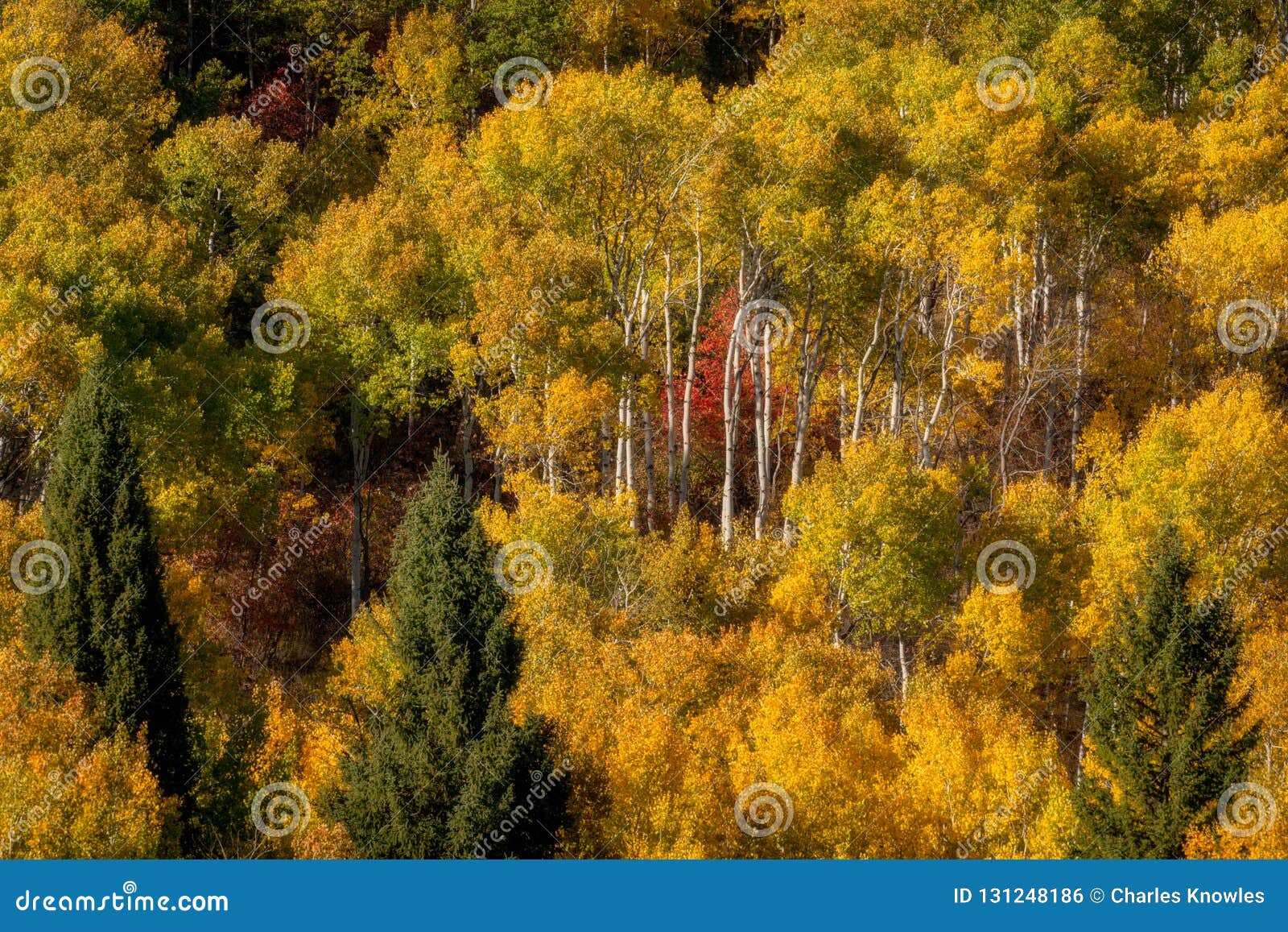 Autumn Aspens and Pine Trees with White Bark and Unique Patterns Stock ...