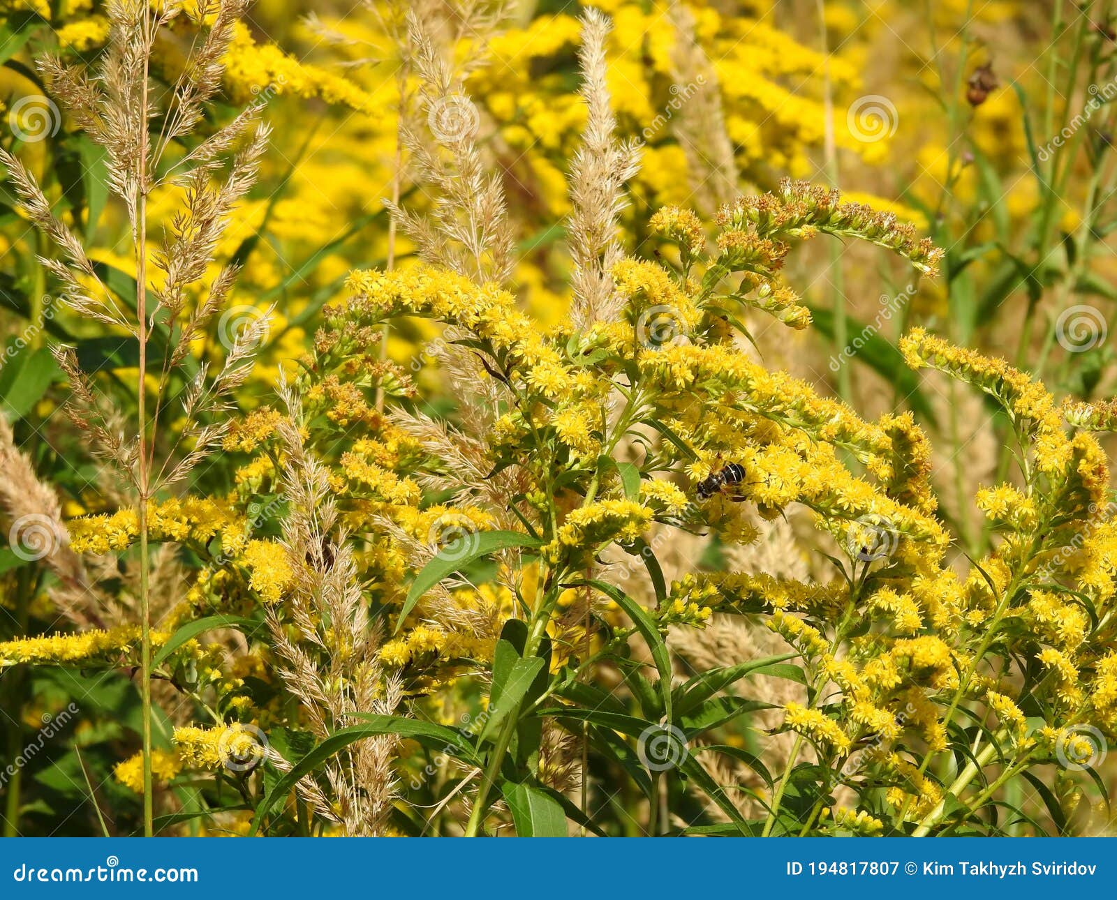 Autumn Aster Flowers in the Sun Close Up Stock Image - Image of ...