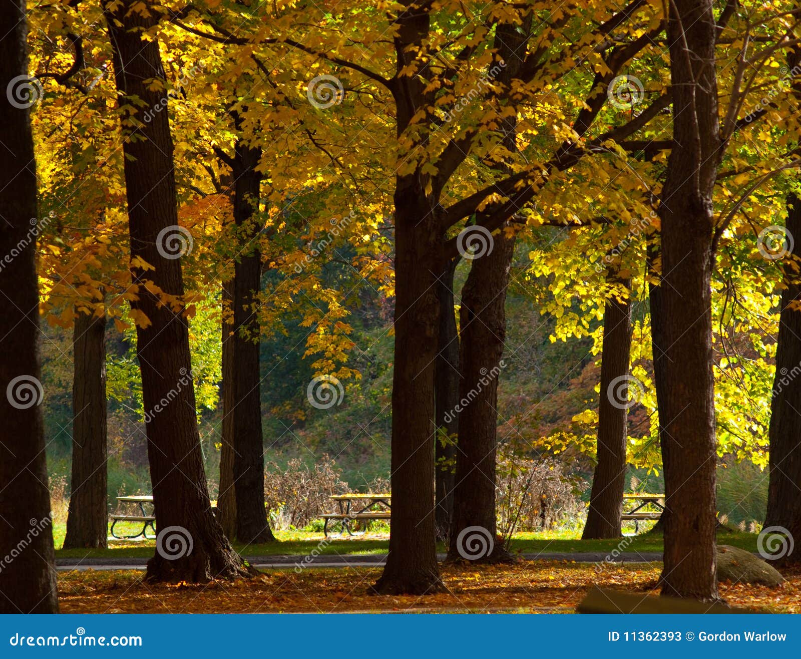 Autumn Backdrop stock image. Image of organic, tree, maple - 11362393