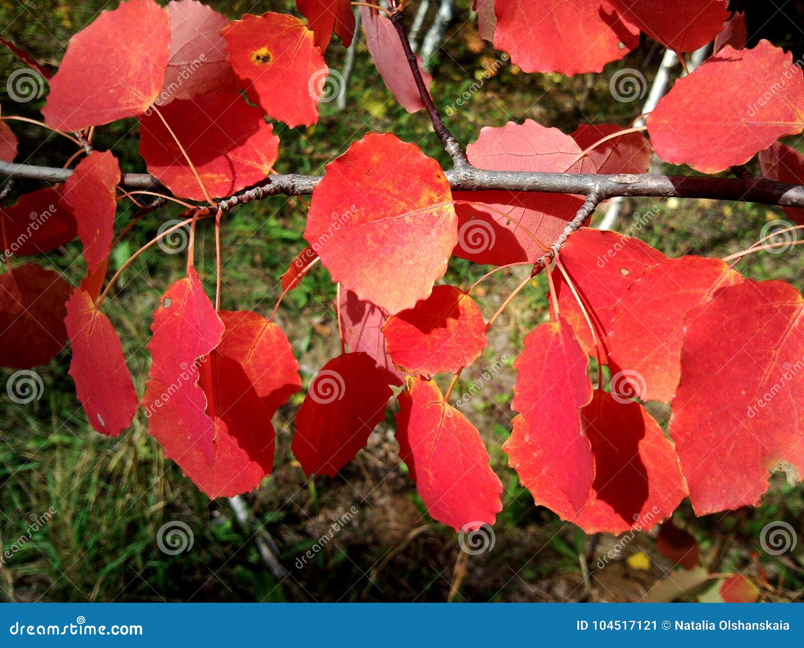 Autumn Background. Beautiful Branch with Bright Red Leaves Stock Image ...
