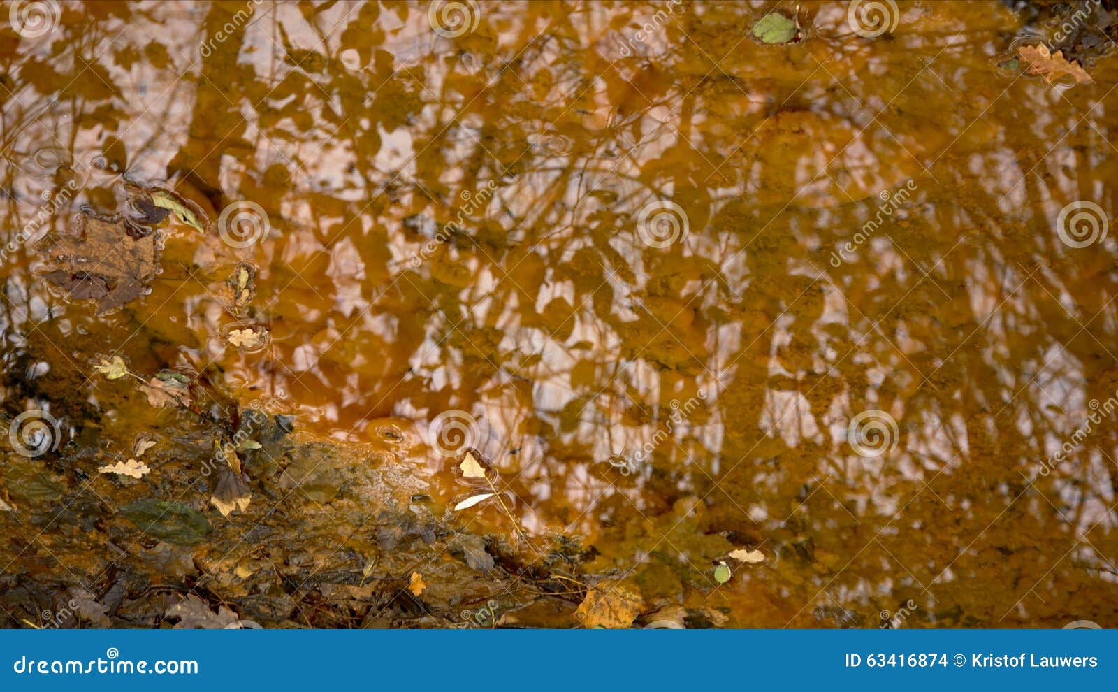Autumn Background: Brown Fallen Leaves and Leaf Reflections in a Pool ...
