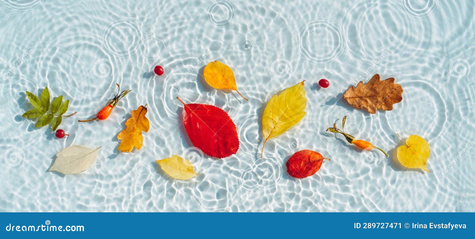 Autumn Background, Colored Fallen Leaves on Background of Water with ...