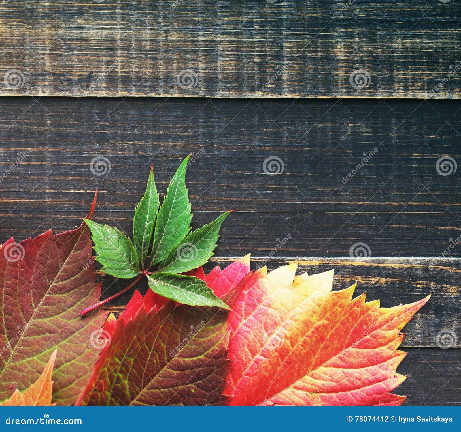 Autumn Background with Colored Leaves on Wooden Board. Stock Photo ...