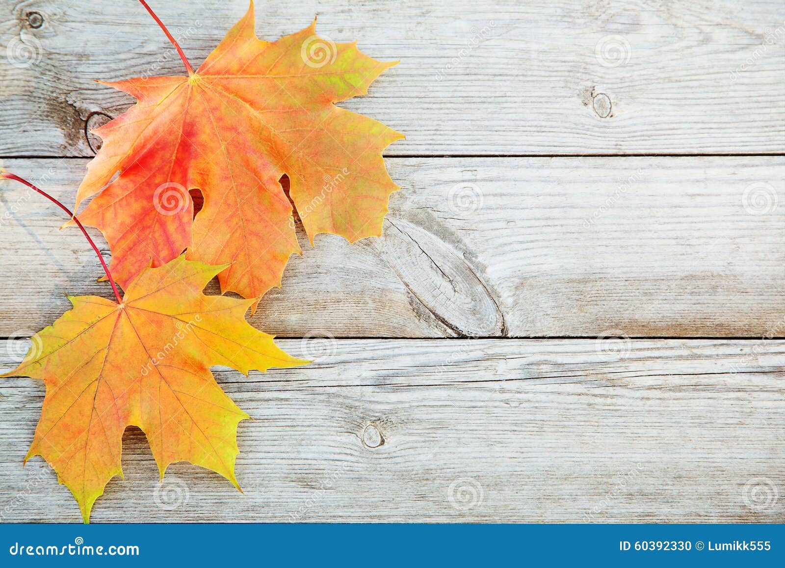 Autumn Background with Colored Maple Leaves on Old Wooden Board Stock ...