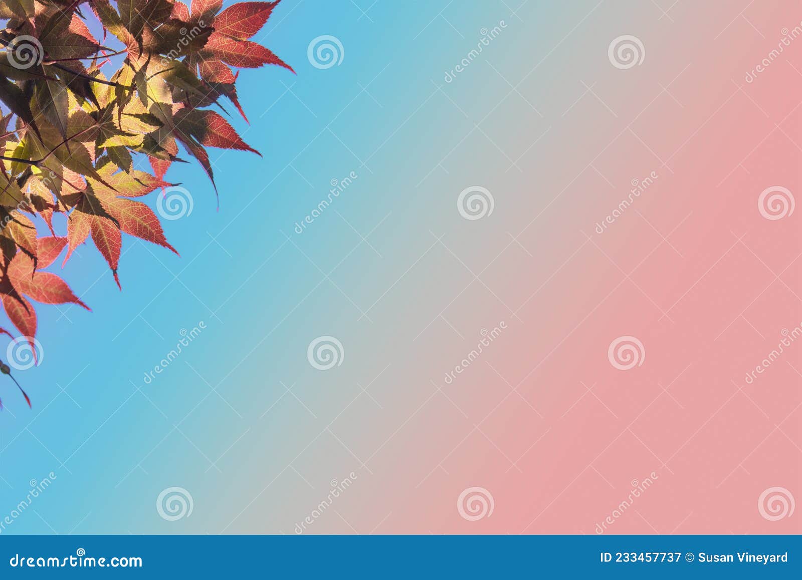 Autumn Background with Colorful Maples Leaves in Corner and Colorful ...