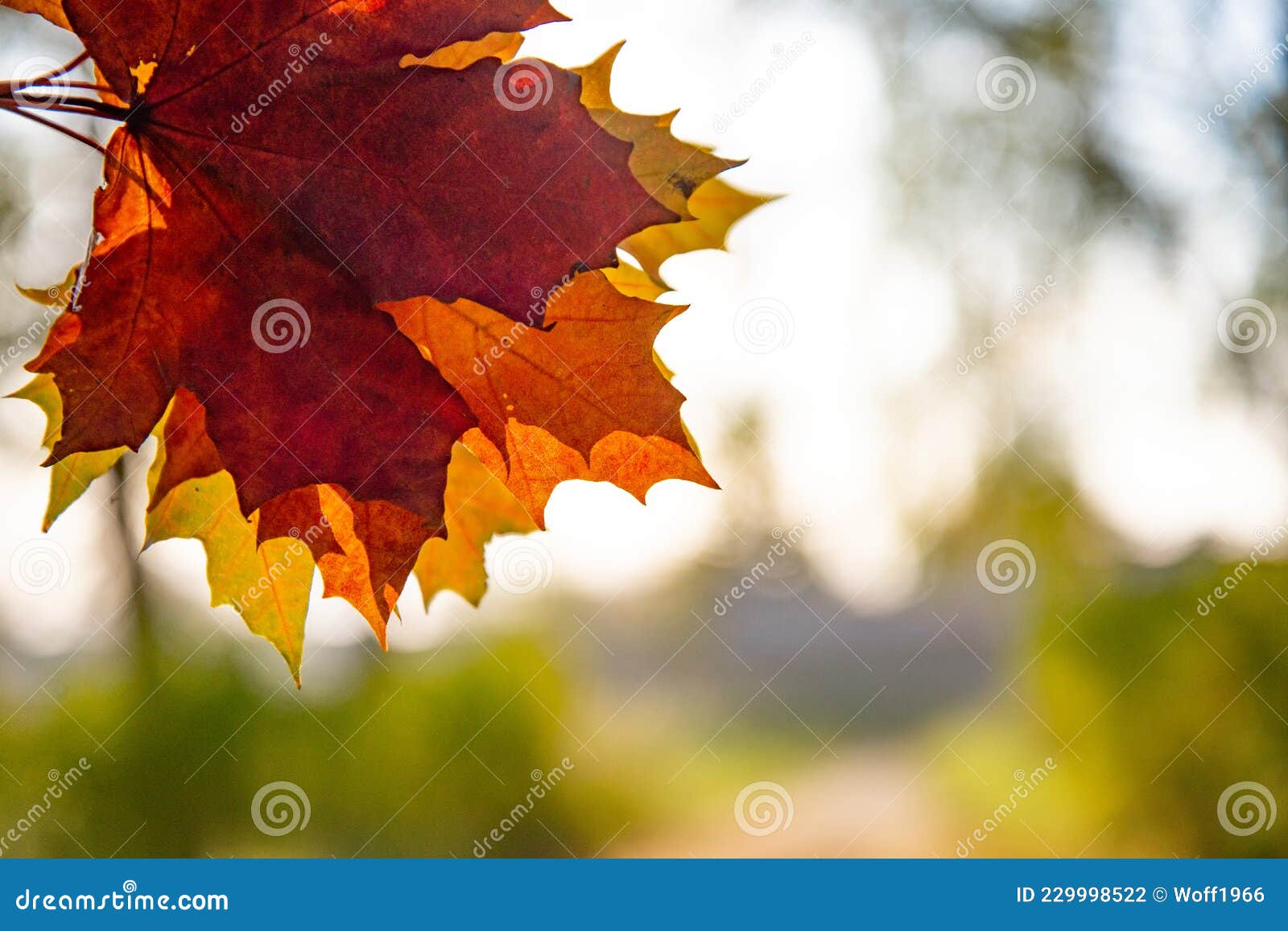 Autumn Background, Colors of Fall. Colored Leaves Stock Photo - Image ...