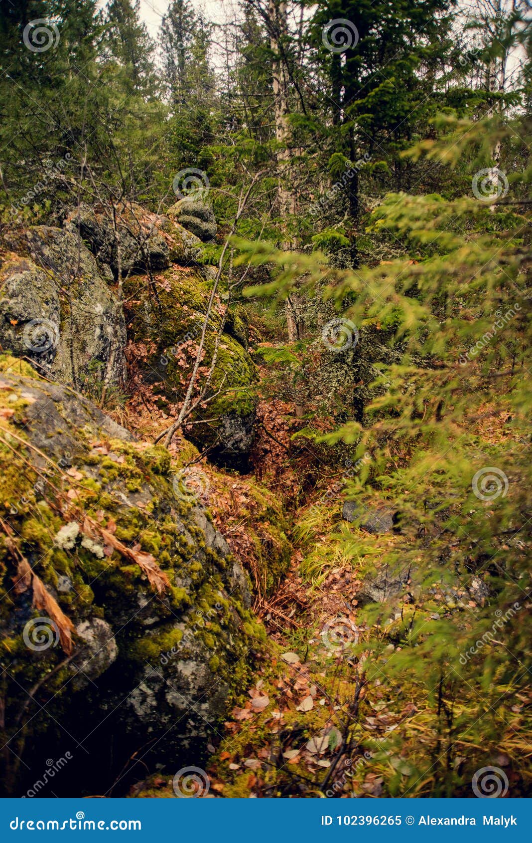 Covered with Moss Rocks and Tree at Magical Forest. Stock Image - Image ...