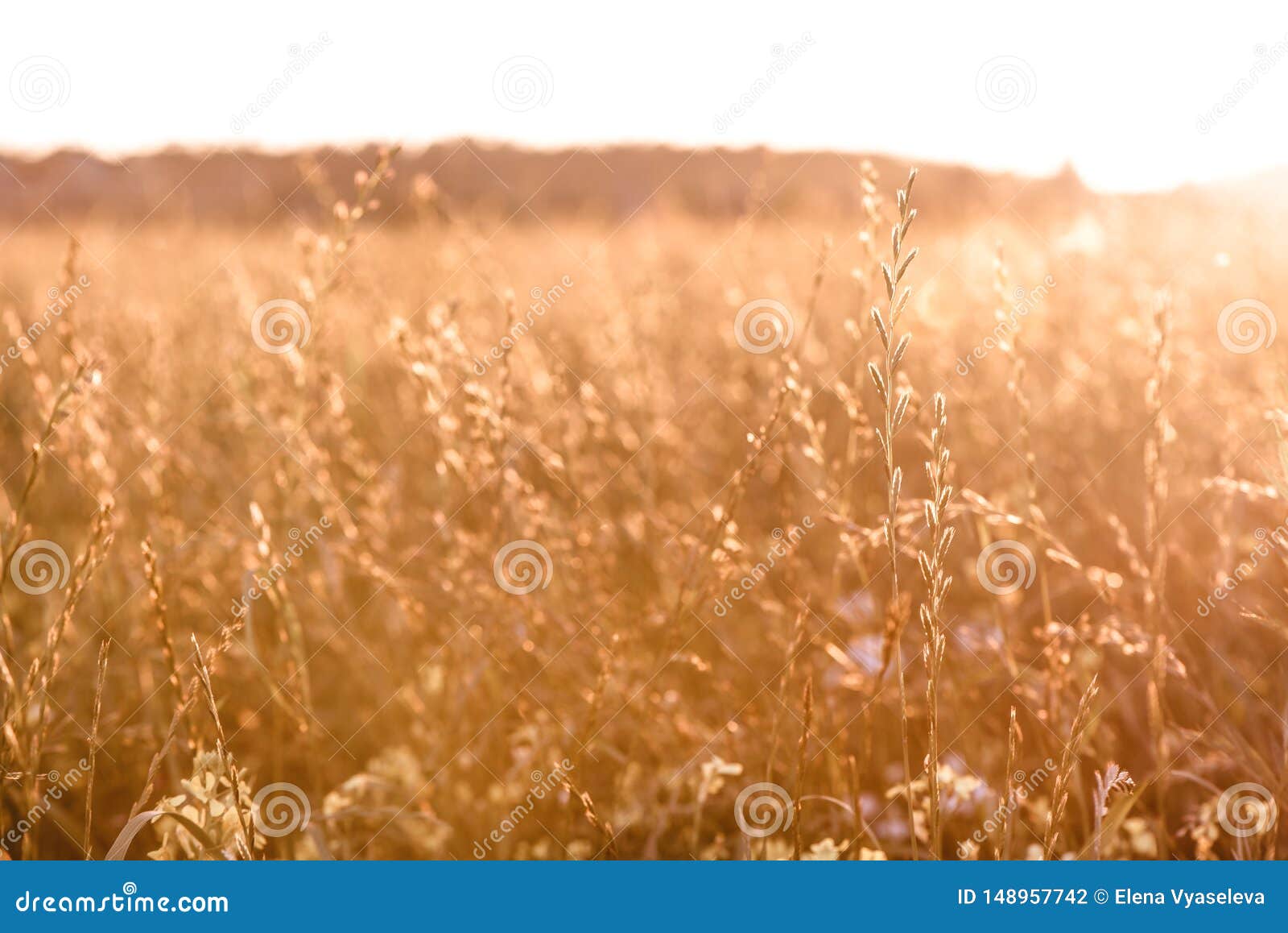 Field Of Soft Grass At The Soccer Stadium With A View Of The Empty ...