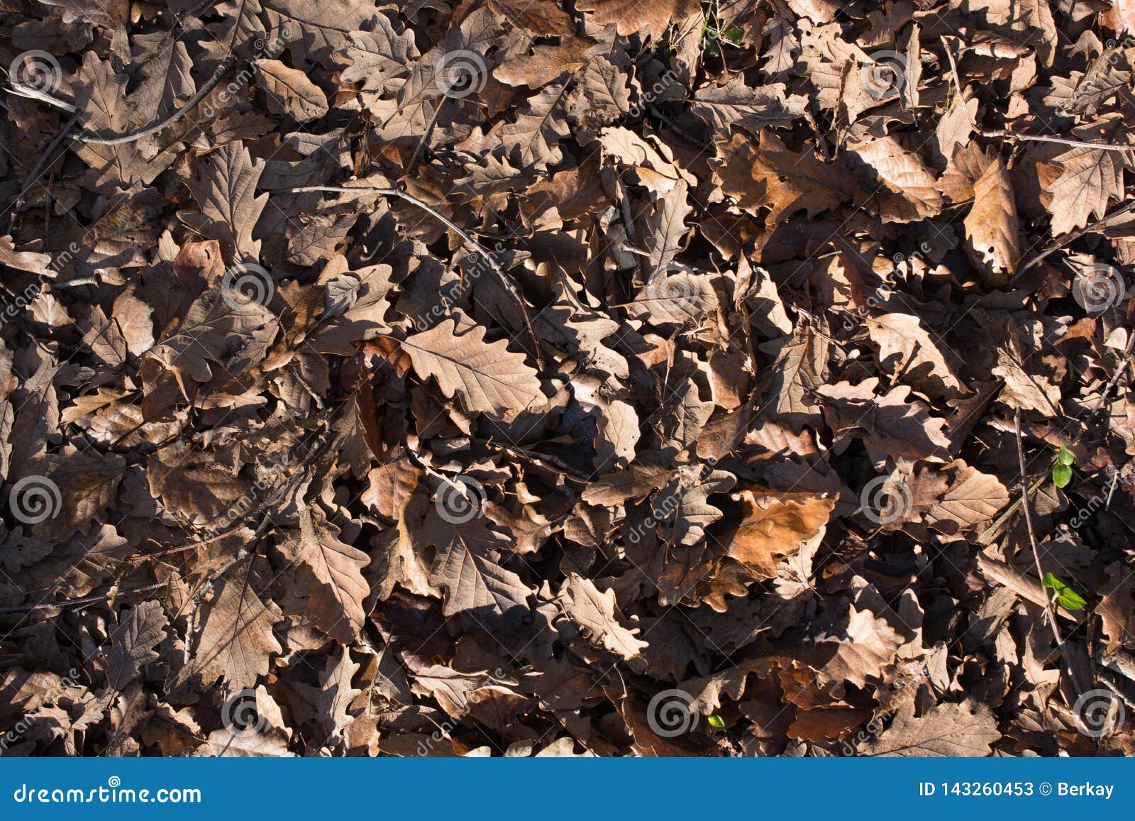 Autumn Background with Dry Leaves Stock Image - Image of decoration ...