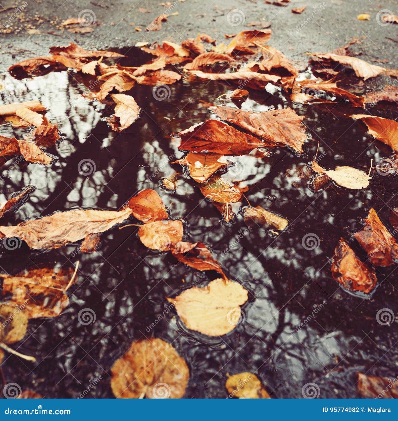 Autumn Background with Fall Leaves in Puddle Stock Photo - Image of ...